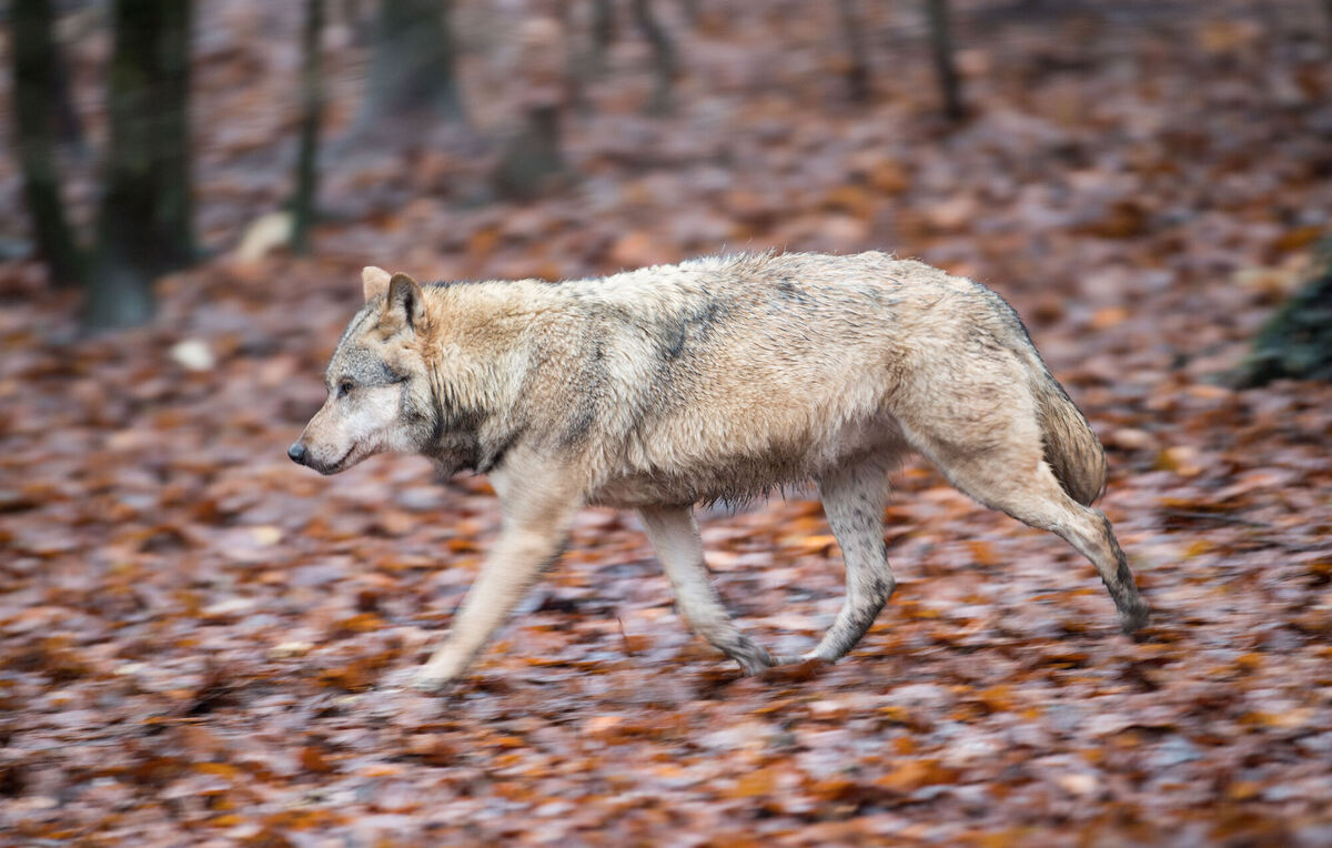 Er riss ein Reh: Der Trochtelfinger Wolf ist identifiziert - Events ...