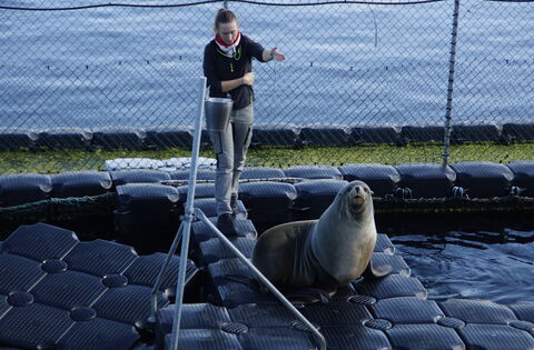 Wie eine blinde Robbe bei Warnemünde Fische fängt - Events - Reutlinger ...